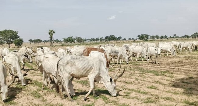 Police recover 245 stolen cattle, rescue abducted herders in Kaduna ...
